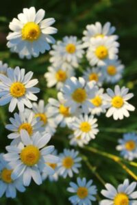 Herbs to Calm the Farm - Week 1 Chamomile - HerbsontheHill