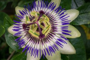 Herbs to Calm the Farm – Week 6 - Passionflower - HerbsontheHill
